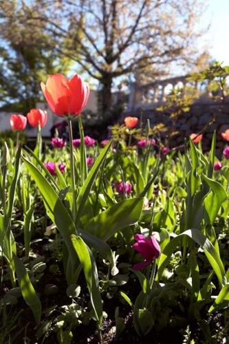 Tantalizing tulips: Springtime at Ananda (VIDEO) | Entertainment ...