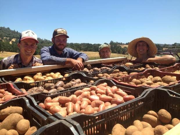 Super Tuber farmer finds niche in specialization | Entertainment ...