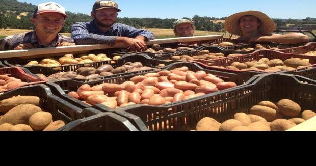 Super Tuber farmer finds niche in specialization | Entertainment ...