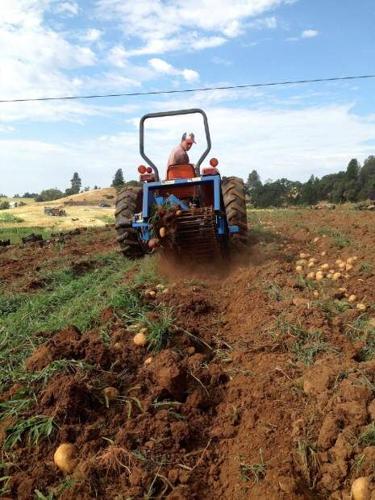 Super Tuber farmer finds niche in specialization | Entertainment ...