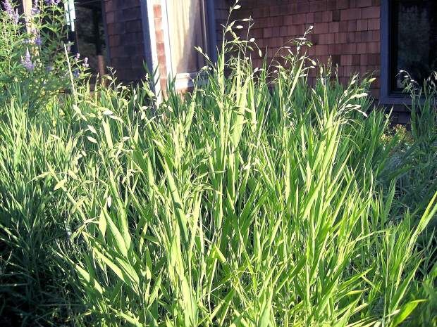 Spangle grass and little blue stem at the meadow’s edge | Entertainment ...