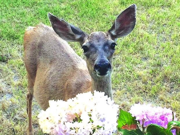 Nevada County Captures: GiGi the goose | News | theunion.com