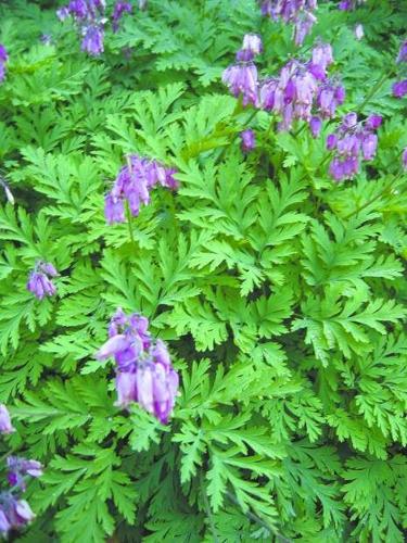 Carolyn Singer: A cool May — planting tender crops on Memorial Day ...