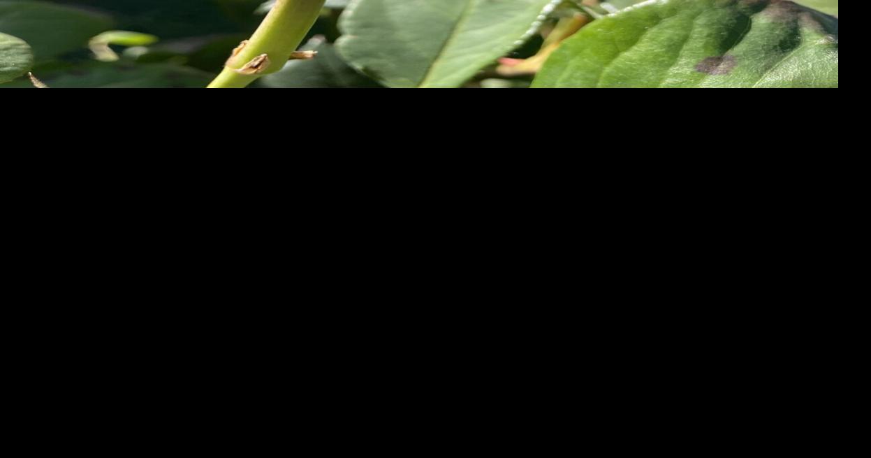 Nevada County captures: Perfection! | Multimedia | theunion.com