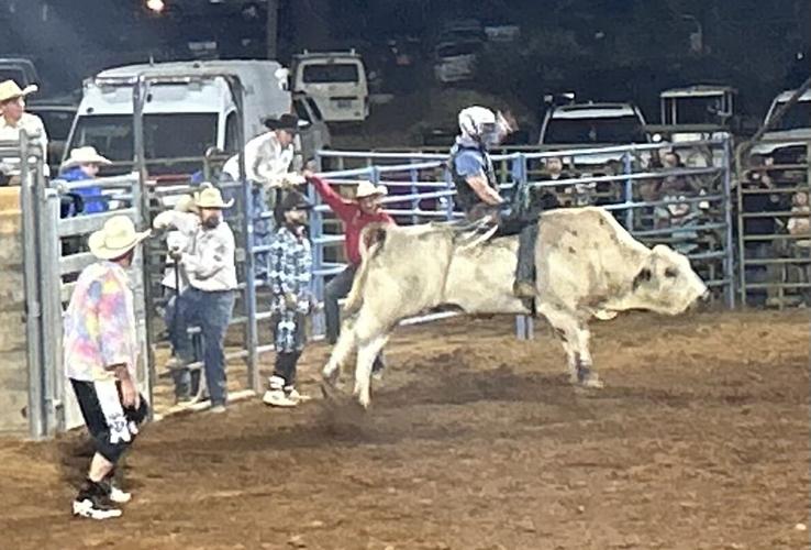 Mutton bustin' champion and bull and bronc riding at the county fair ...