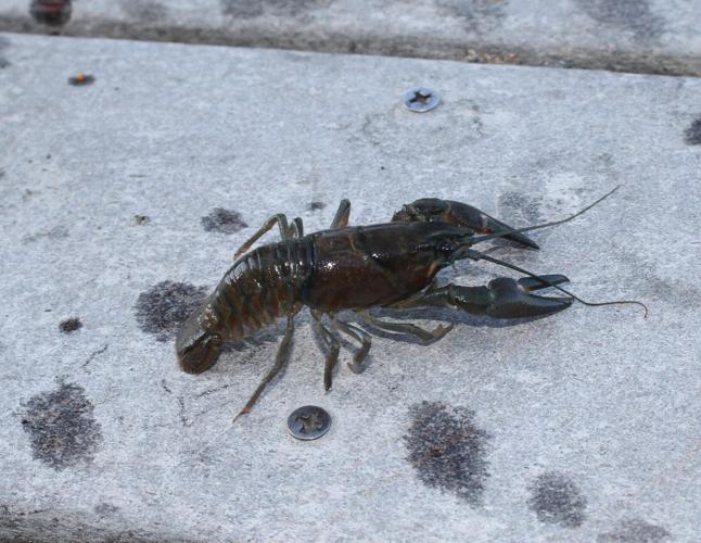 Denis Peirce: Crawdad time in the Sierra | Lifestyles | theunion.com