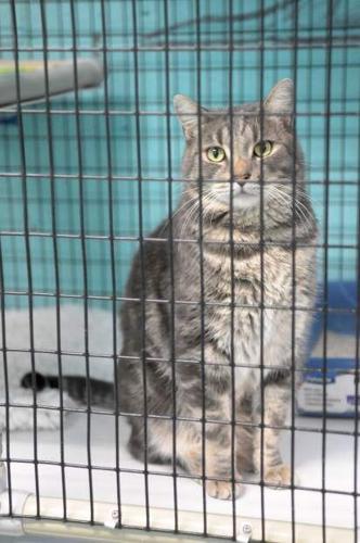 Grass Valley Animal Shelter