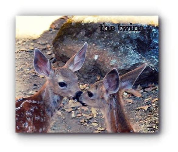 Nevada County Captures: Igloos; Deer nuzzle up | News | theunion.com