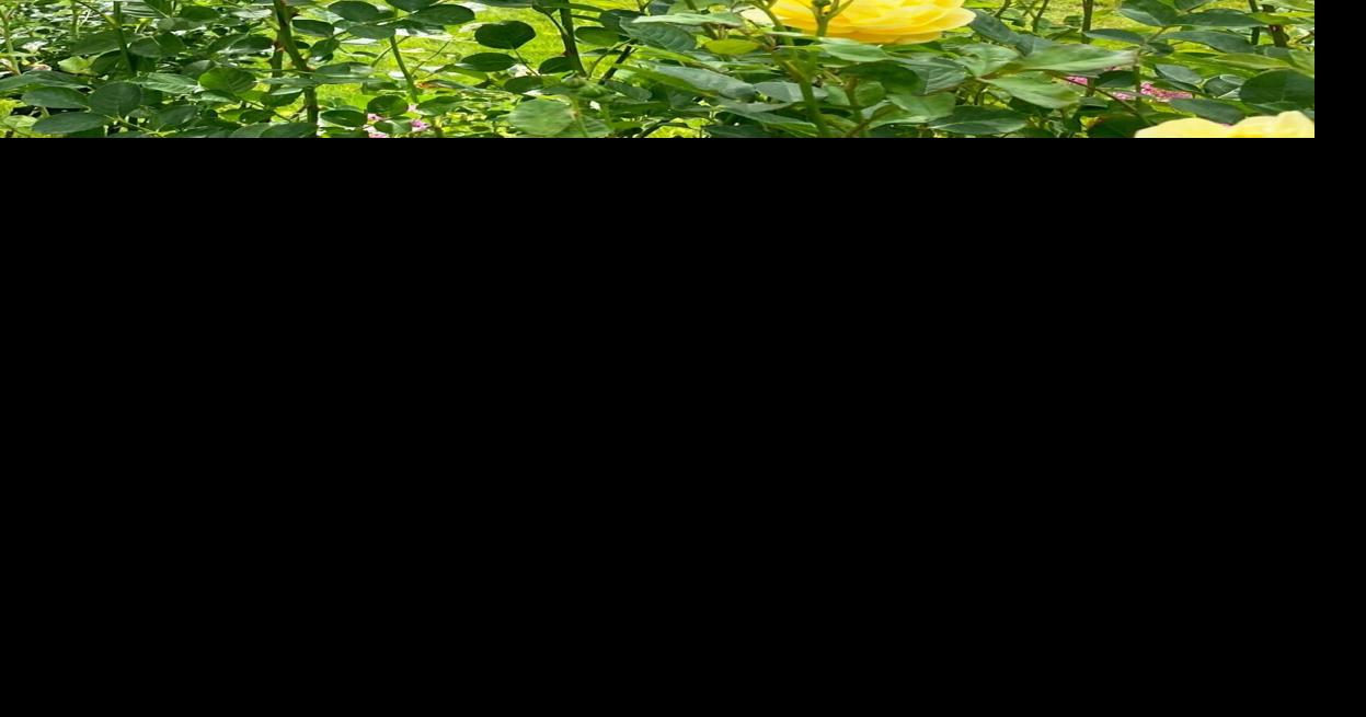 Free lemonade social at the Grass Valley Museum August 16 | News ...