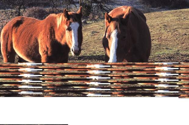 41 horses seized by Nevada County Animal Control | News | theunion.com