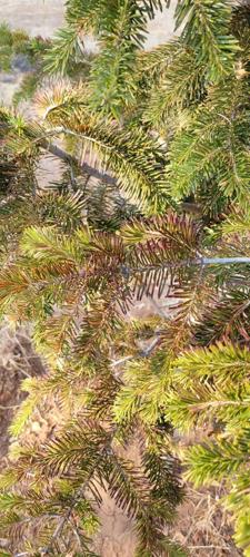 Ann Wright: A scorching, smoky start to September | Home & Garden ...