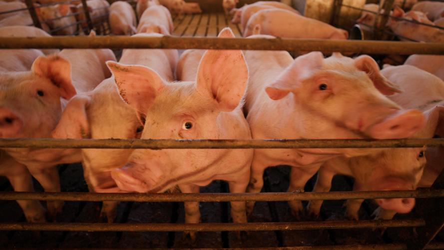 Chuck Jaffee: Second in series of reviews leading up to 2023 Wild ...