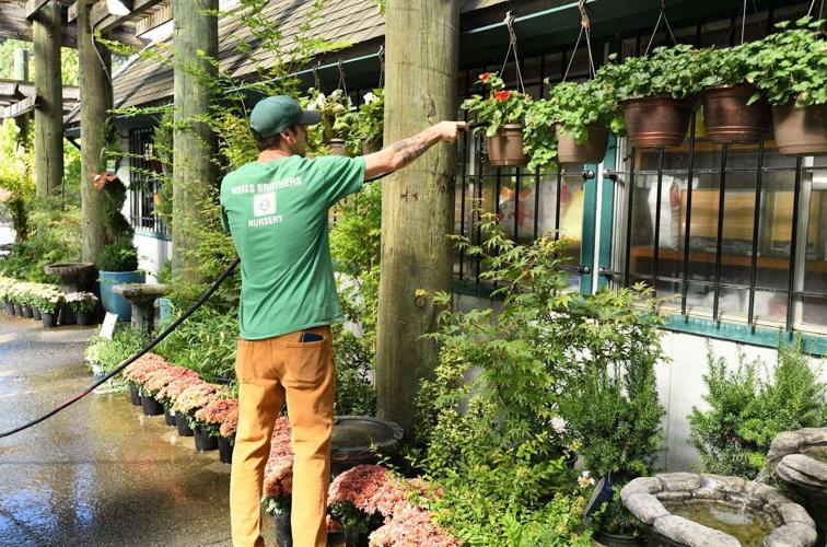 How does your garden grow? Weiss Brothers Nursery say fall’s the time ...