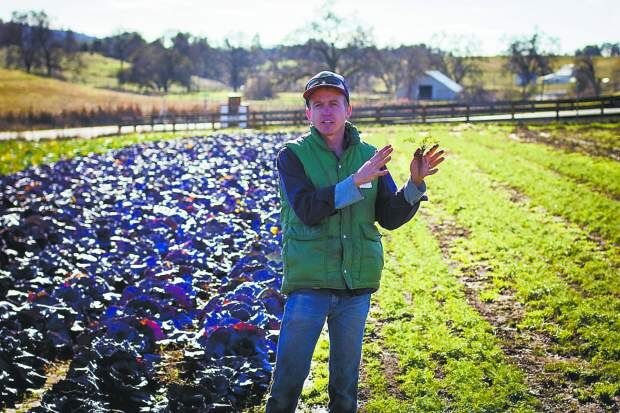 Amanda Thibodeau: Red cabbage is ‘Harvest of the Month’ | Entertainment ...