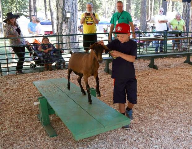 Goats test mettle on obstacle course | News | theunion.com