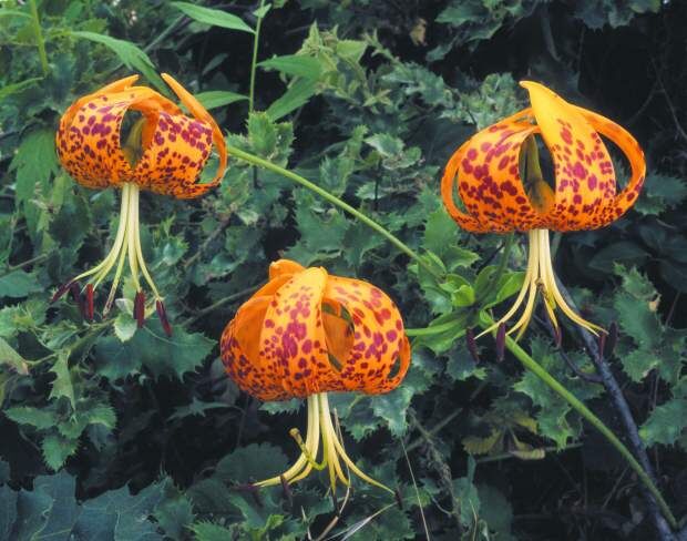 Wild lilies for your garden | Entertainment | theunion.com