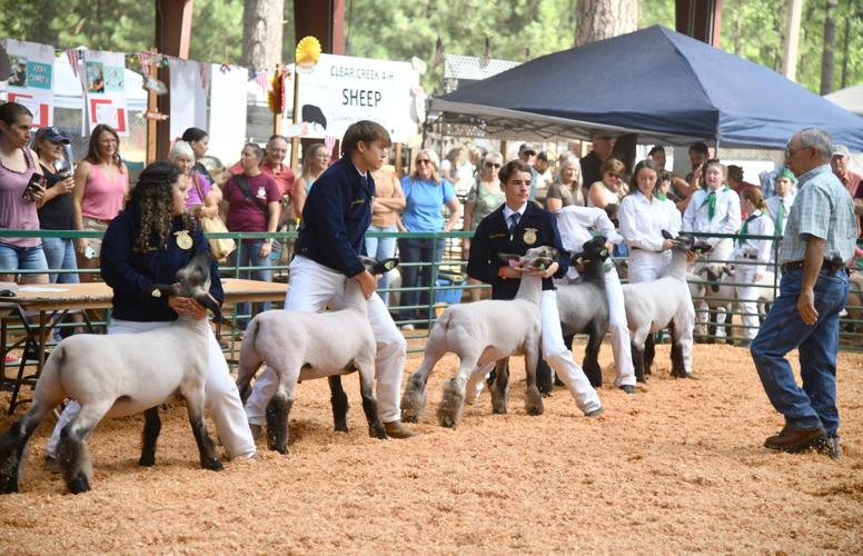 ‘It’s the circle of life’: Livestock auctions end the Fair on Sunday ...