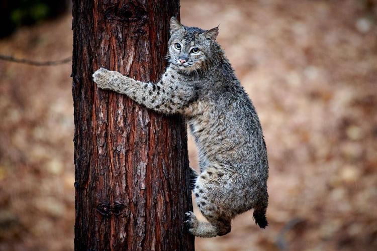 Nevada County Captures: Bobcat strikes a pose | Community | theunion.com