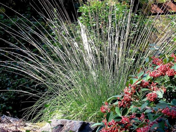 Grasses dance with winter winds | Entertainment | theunion.com