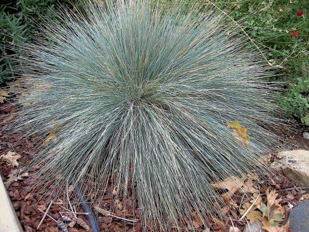 Grasses dance with winter winds | Entertainment | theunion.com