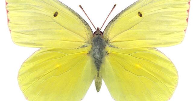 Critter Chat searches for the California state insect: California ...