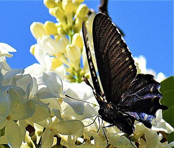 Nevada County Captures: 40th anniversay of the Maypole at Twin Ridges ...