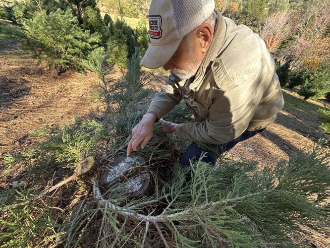 Local tree farmers welcome one and all to take home the perfect ...