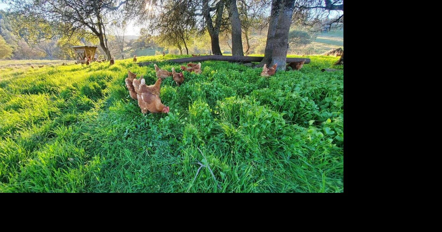 How to eat happy meat: Animal welfare certifications explained | Farm ...