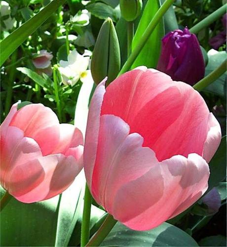 Annual tulip bonanza to open at Ananda | Entertainment | theunion.com