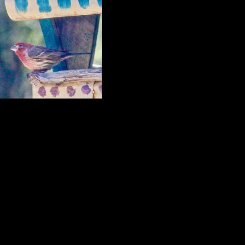 Nevada County Captures: The finches are back! | | theunion.com