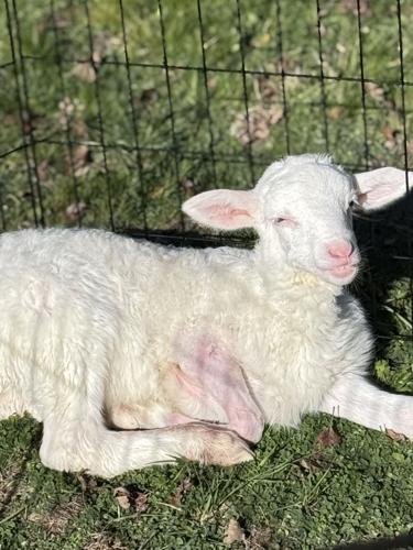 being tenacious kept close behind