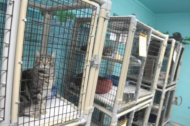 Grass Valley Animal Shelter