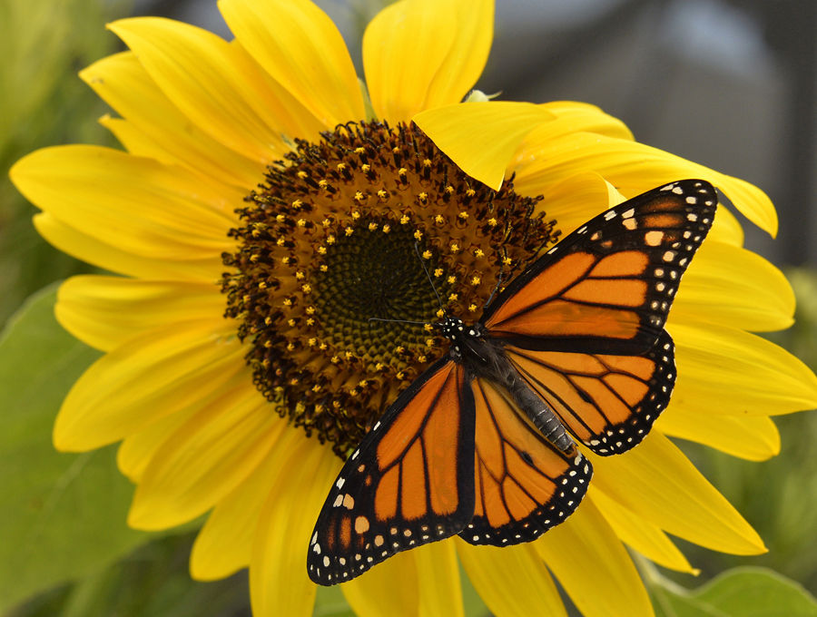 Party Favors & Games Party Supplies Butterfly Cocktail Competition ...