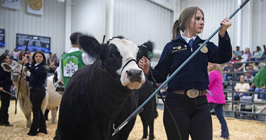 County fair animal sales break record | Villages | thevillagesdailysun.com