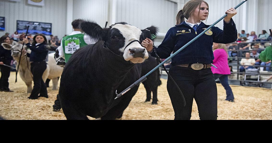 County fair animal sales break record | Villages | thevillagesdailysun.com