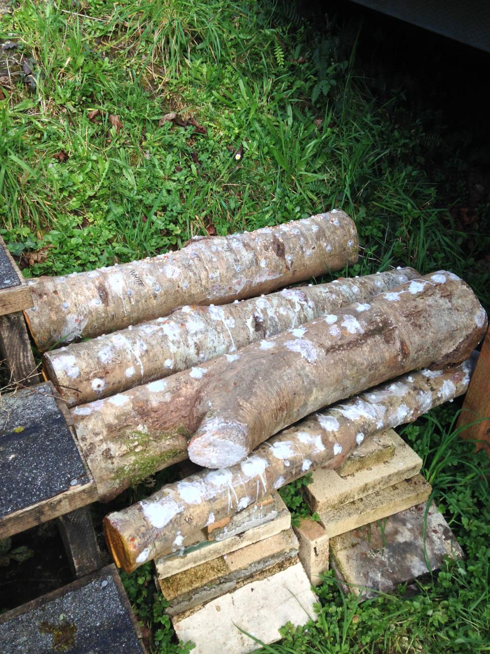 Making our own mushroom logs | Lifestyles | theworldlink.com