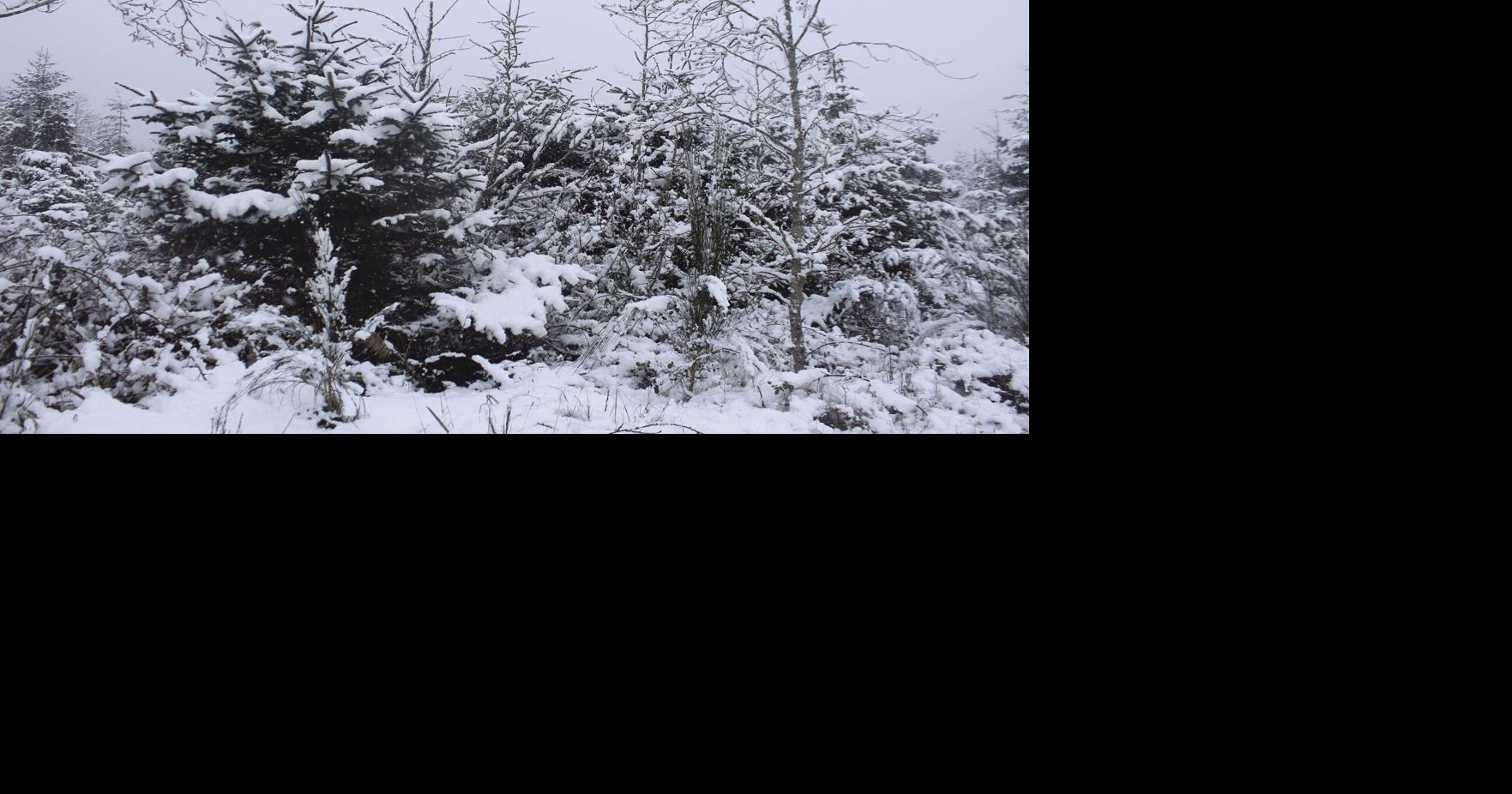 A winter wonderland on the Oregon Coast | Local News | theworldlink.com
