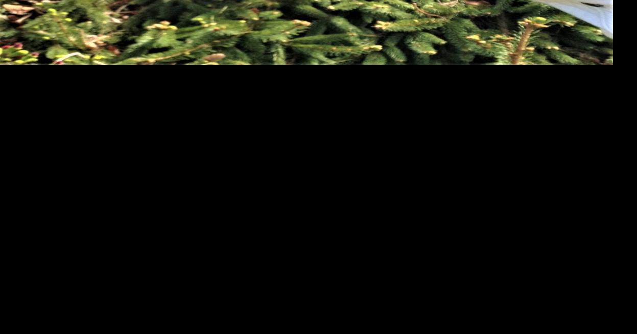 Jill Diane Hicks | Obituaries | theworldlink.com