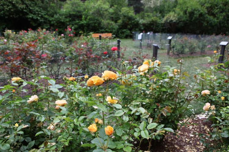 Nature Guide Journal: Roses — pleasing the eye and palate | News ...