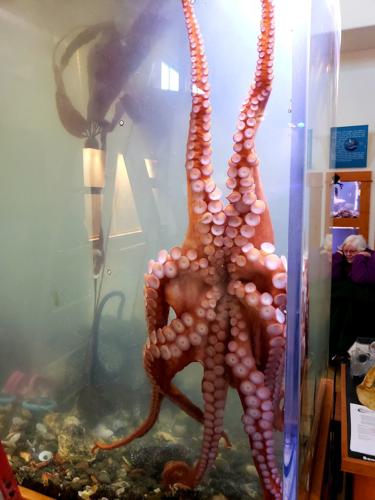 The Largest Octopus In The World
