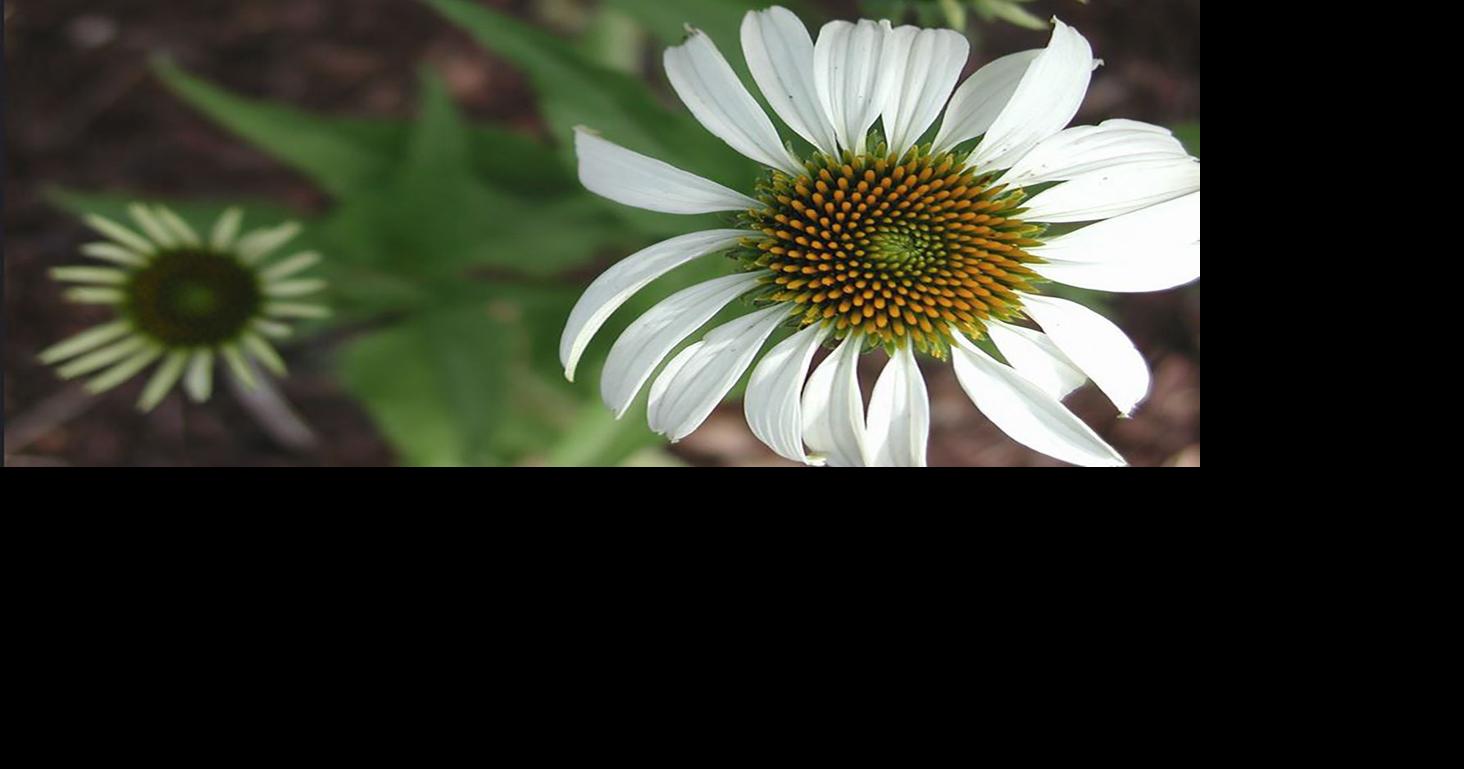 Divide and conquer plants | Lifestyles | theworldlink.com