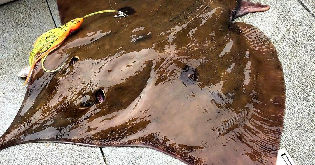 On the hook Big Skate feels like halibut | Outdoors | theworldlink.com