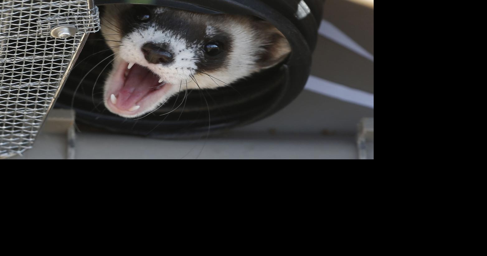 Photos: One year later, these rare ferrets are alright | News ...