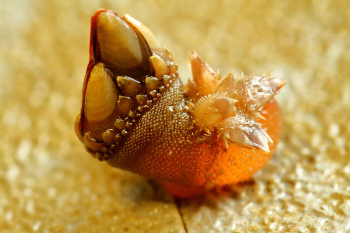 UO study moves seafood industry closer to farming gooseneck barnacles ...