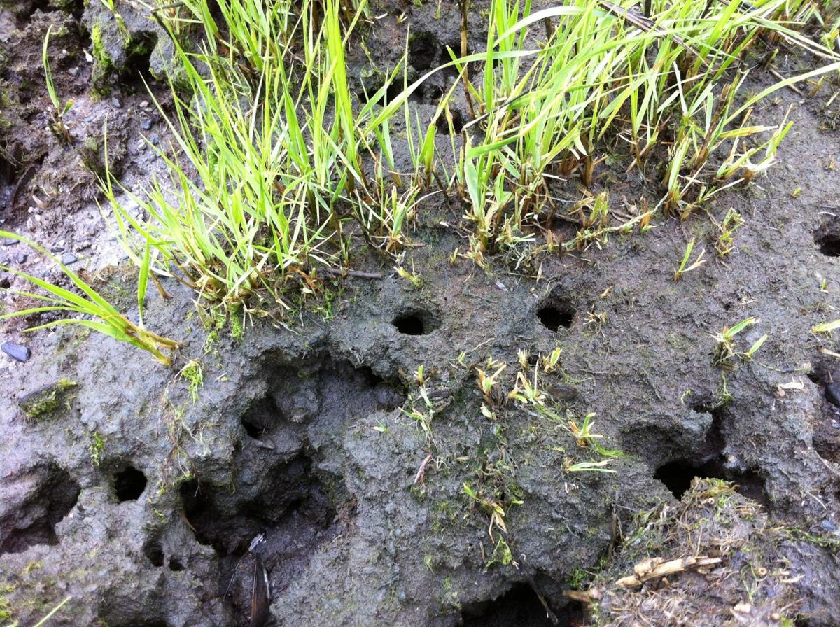 Could crabs be killing the nation’s salt marshes? | Outdoors ...