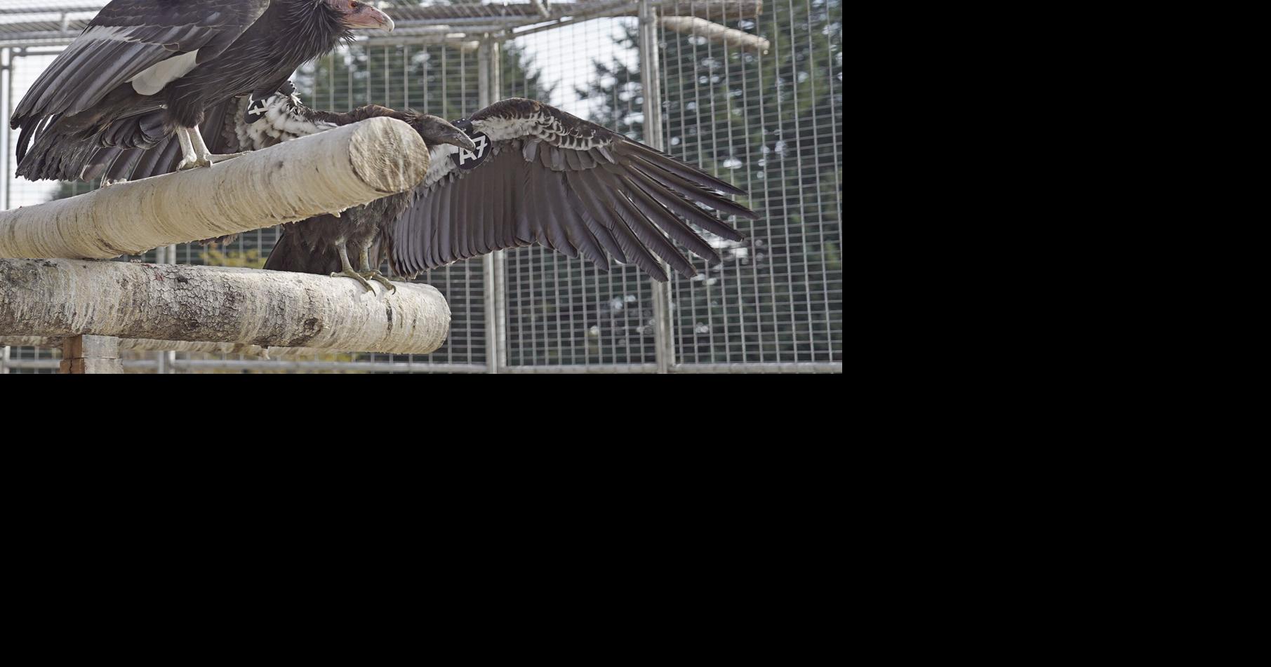 More condors released over the redwoods | News | theworldlink.com