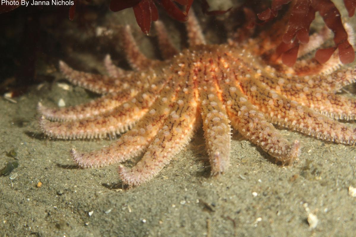Sea star listed as critically endangered following research | Bandon ...