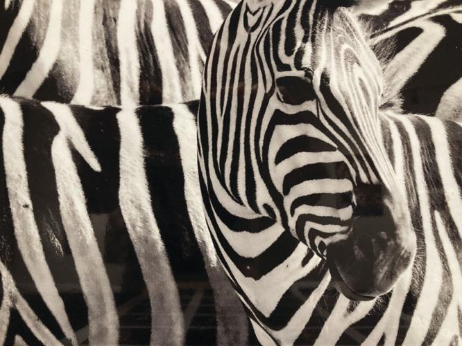 AKI Gallery features new photography exhibit | Local News ...