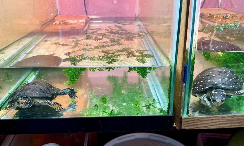 Coquille herpetologist raises endangered turtles | News | theworldlink.com