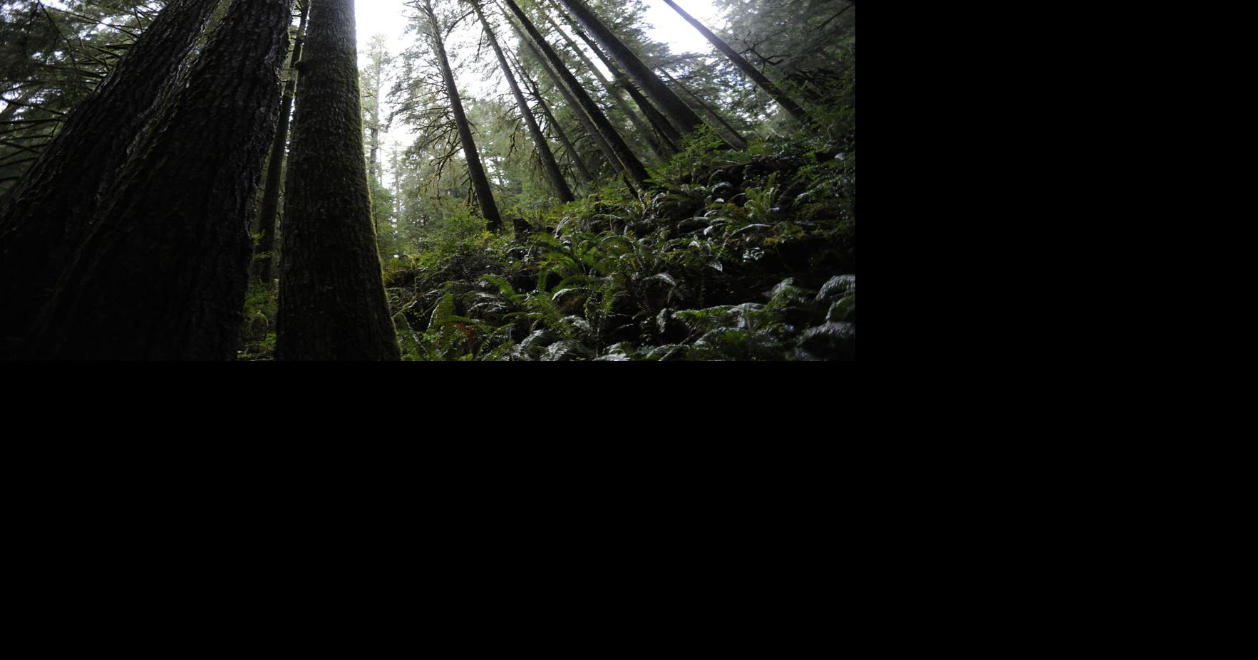 Timber Company puts in bid for Elliott State Forest | Business ...